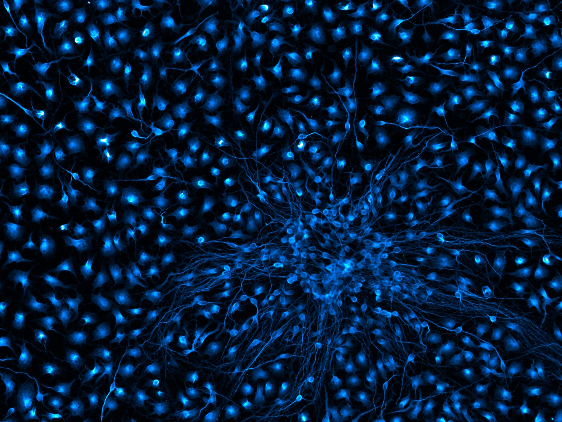 Creatio | EIC Pathfinder: 4-DBR kick off (Recerca Bàsica) - Creatio