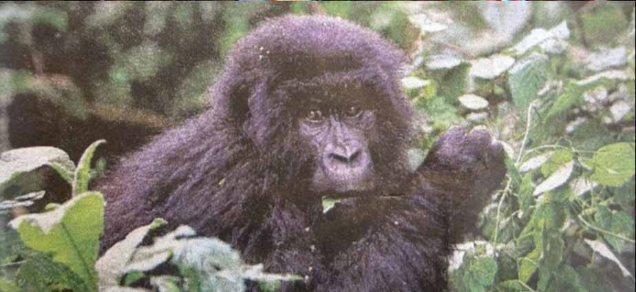 Wanting to be an animal – Cuerpos Conectados