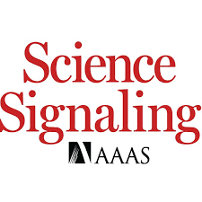 A study finds a molecular mechanism related to neuronal death - IBUB ...