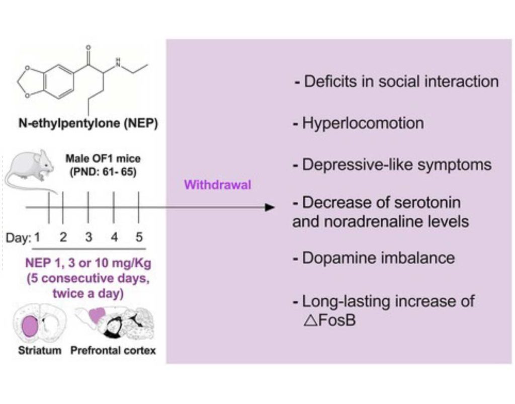 Behavioural and neurochemical effects after repeated administration of ...