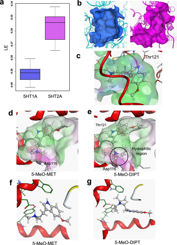 Structure-activity relationships of serotonergic 5-MeO-DMT derivatives: insights into ...