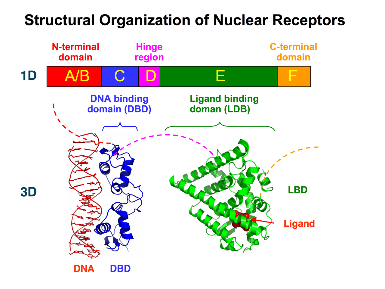 Desmontar un receptor - NuRCaMeIn